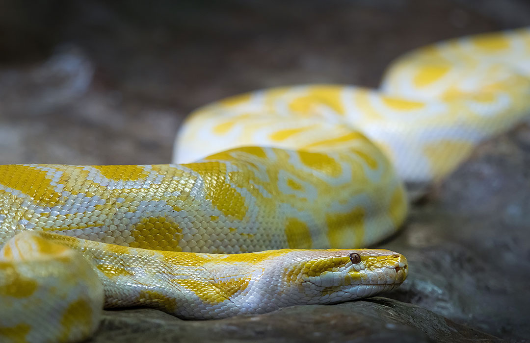 Why Are We So Scared of Snakes and Spiders, According to Researchers